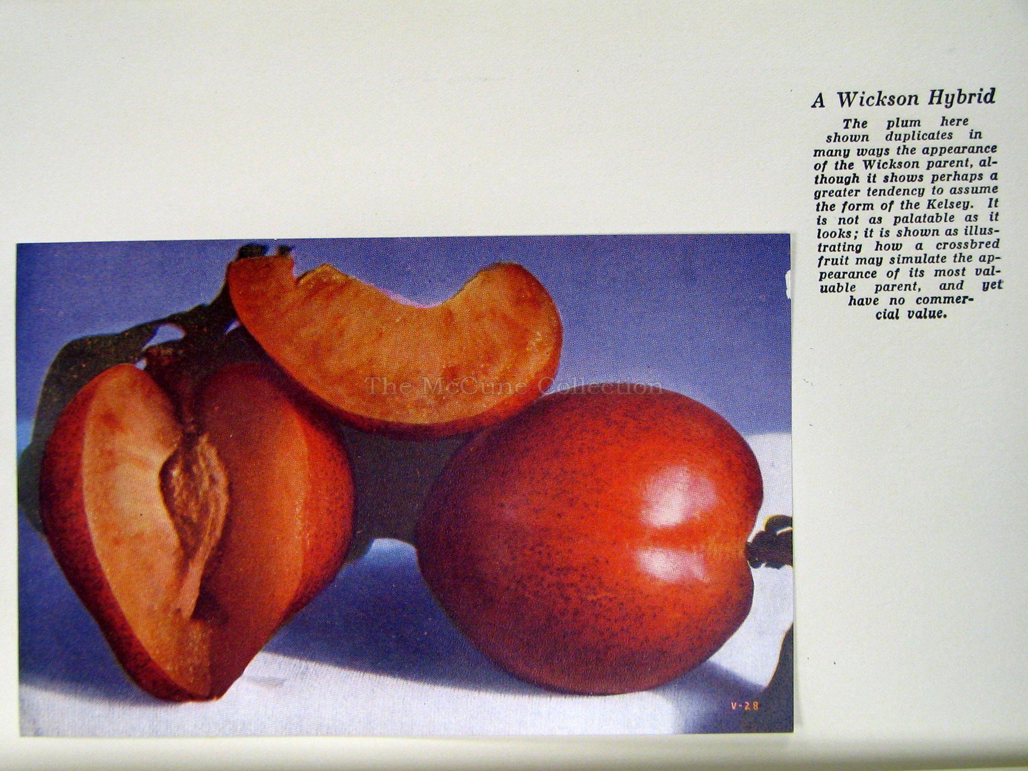 Luther Burbank. His Methods and Discoveries. Vol. V. • The McCune ...